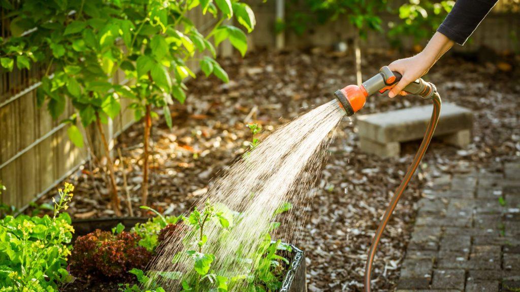Watering 101: Understanding the Science of Plant Hydration - Gardening ...