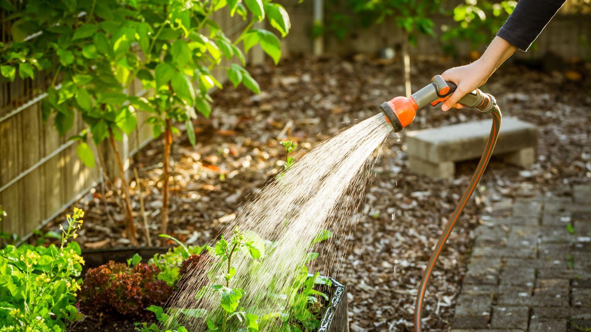Watering 101: Understanding the Science of Plant Hydration - Gardening ...