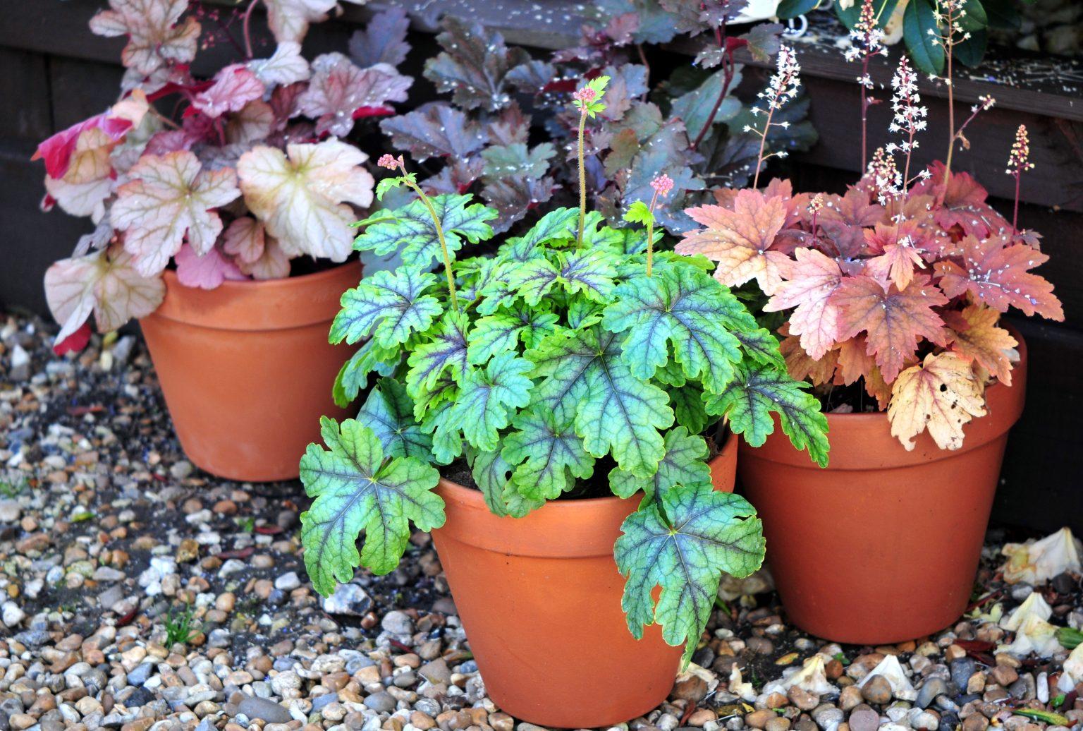 How to Care for Heuchera Plants - Gardening Express Knowledge Hub