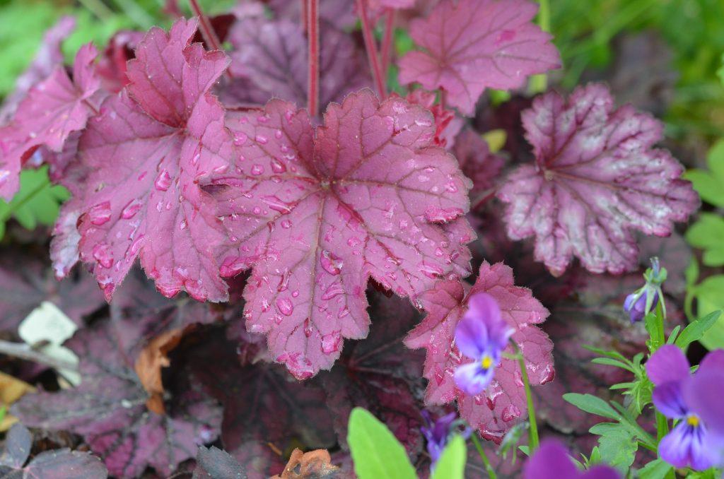 Heuchera coral bells store