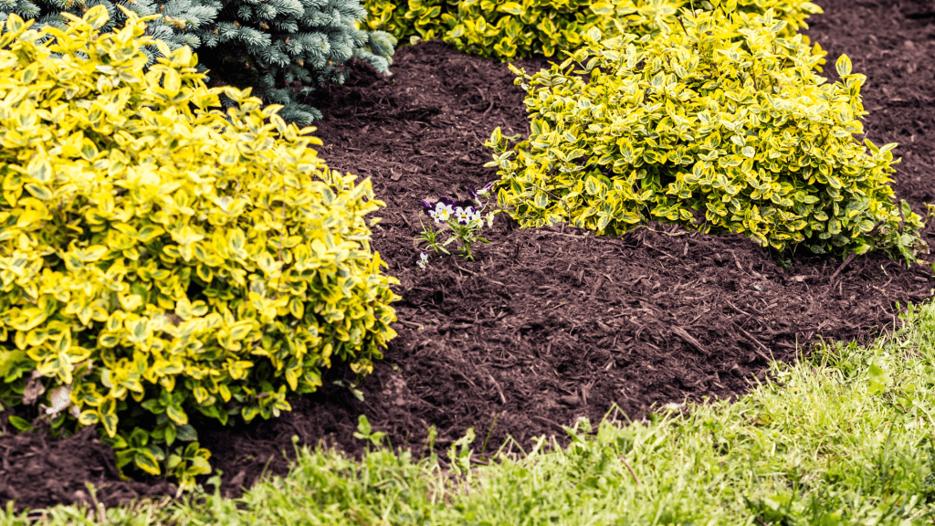 How to Select Plants That Look Beautiful Year-Round