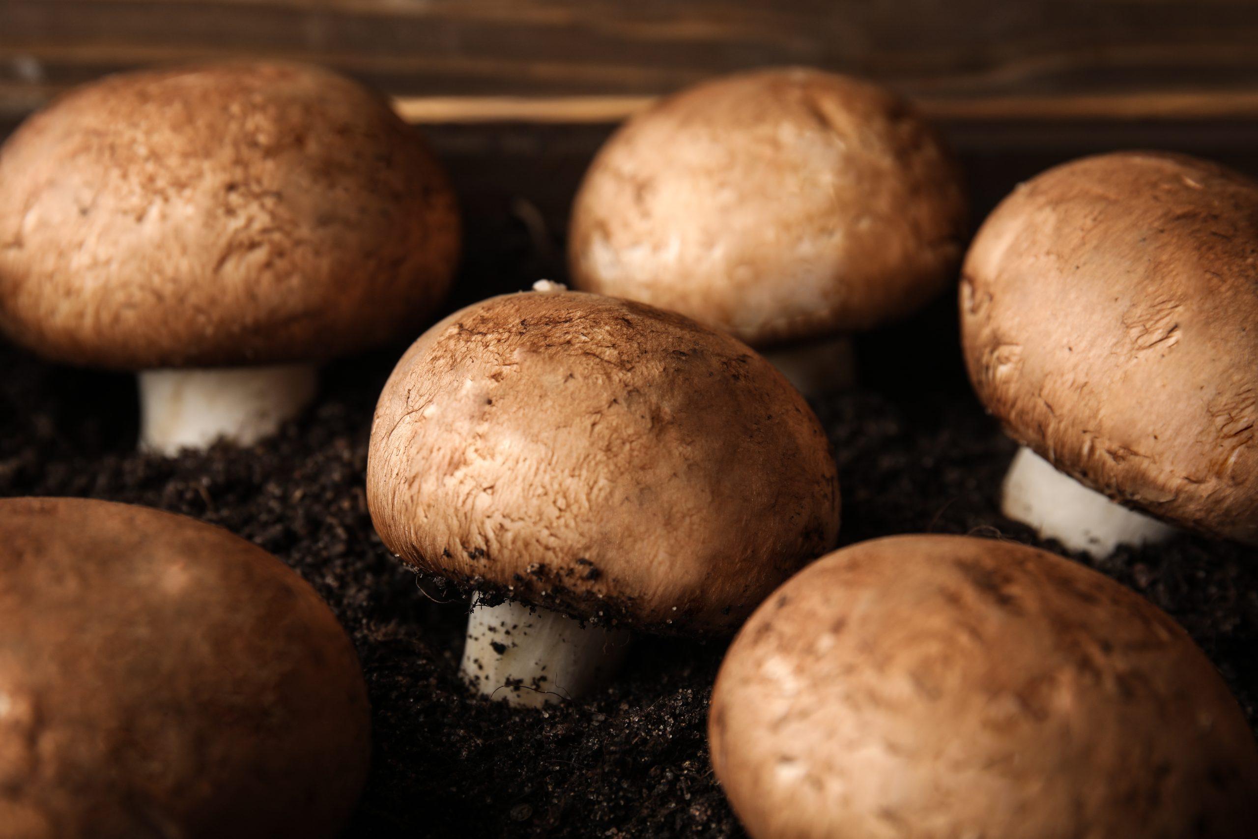 How to Grow: Chestnut Mushrooms - Gardening Express Knowledge Hub