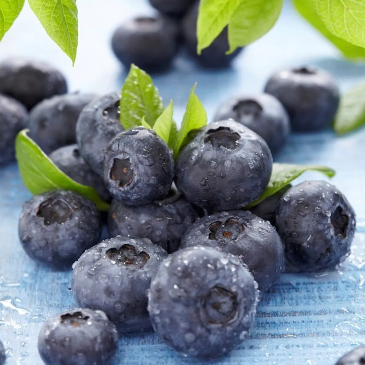 How to Grow Blueberries at Home