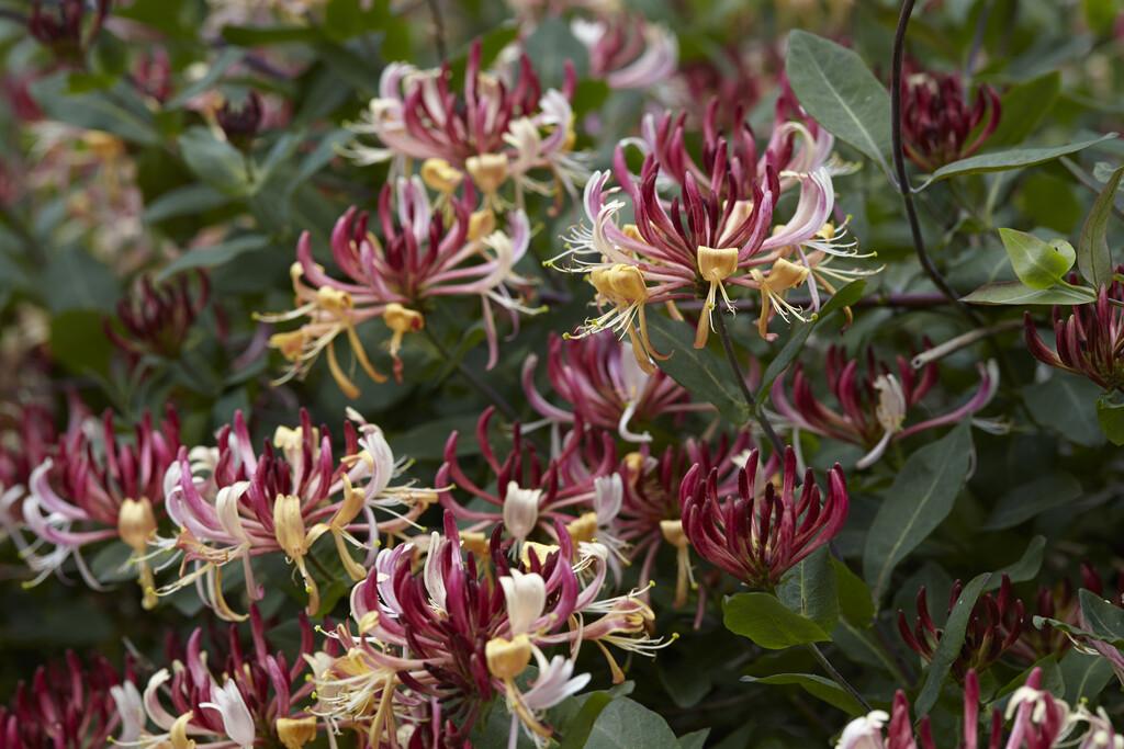 How to Grow and Care for Honeysuckle