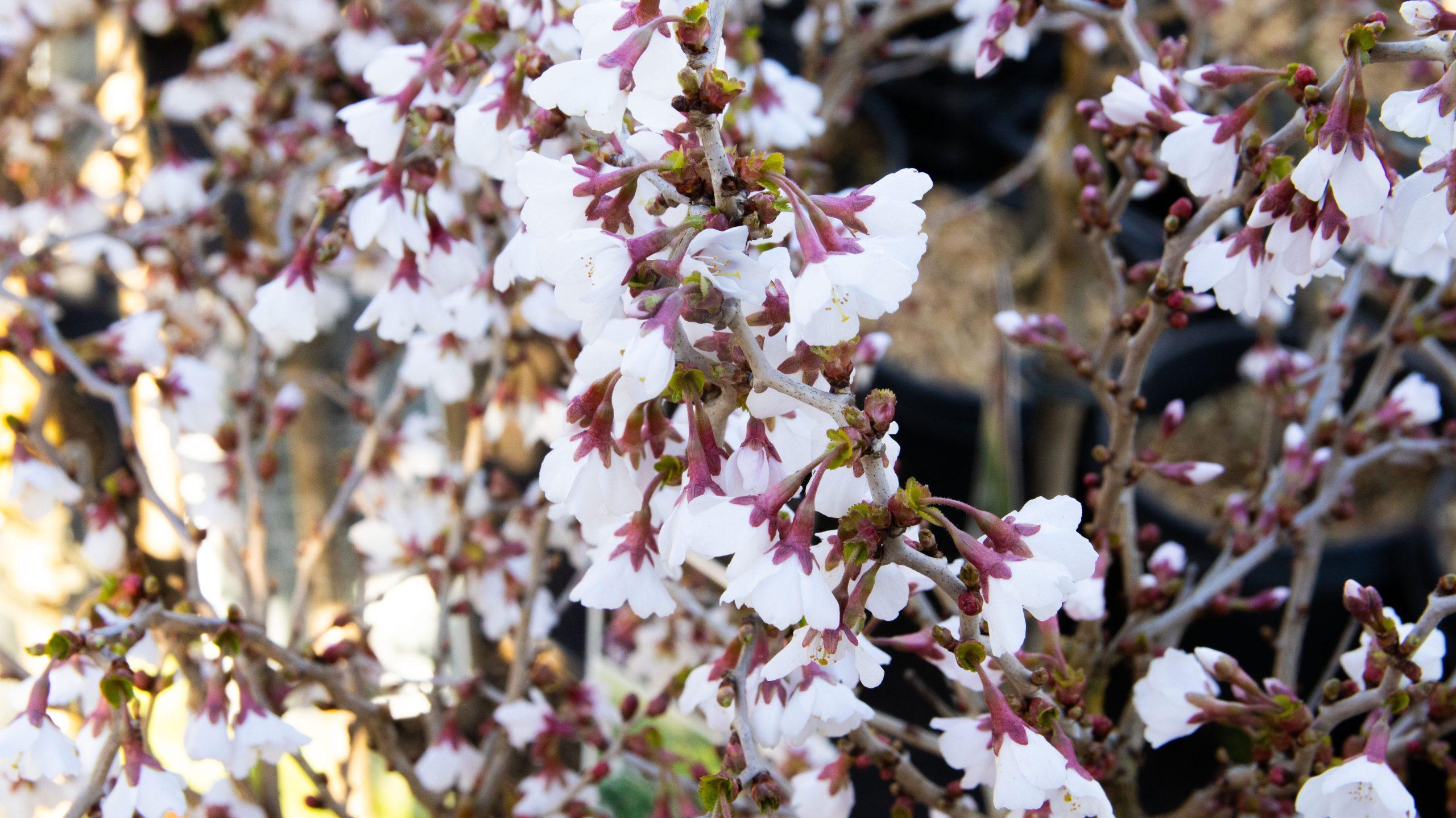 The Ultimate Guide to Growing Beautiful Cherry Blossom Trees in Your ...