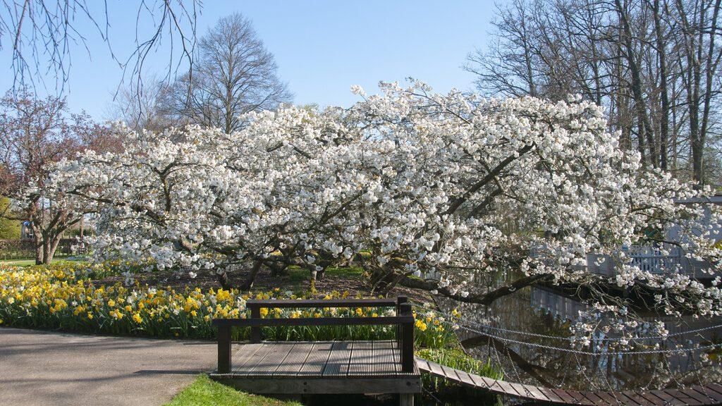 The Ultimate Guide to Growing Beautiful Cherry Blossom Trees in Your ...