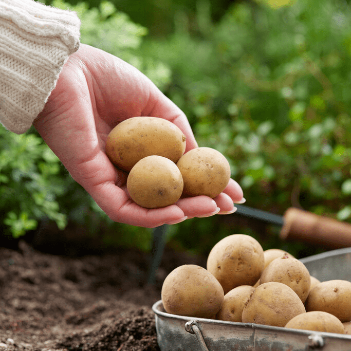 Growing New Potatoes: A Comprehensive Guide - Gardening Express ...