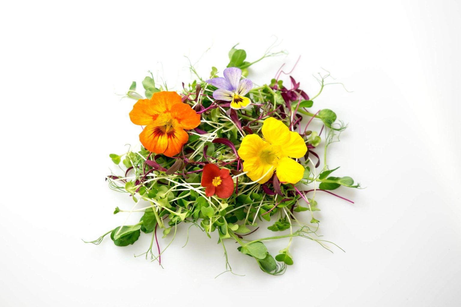 Begonias - Edible Flowers in your Garden - Gardening Express Knowledge Hub