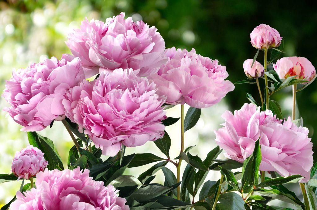 Peonies - Edible Flowers in your Garden - Gardening Express Knowledge Hub