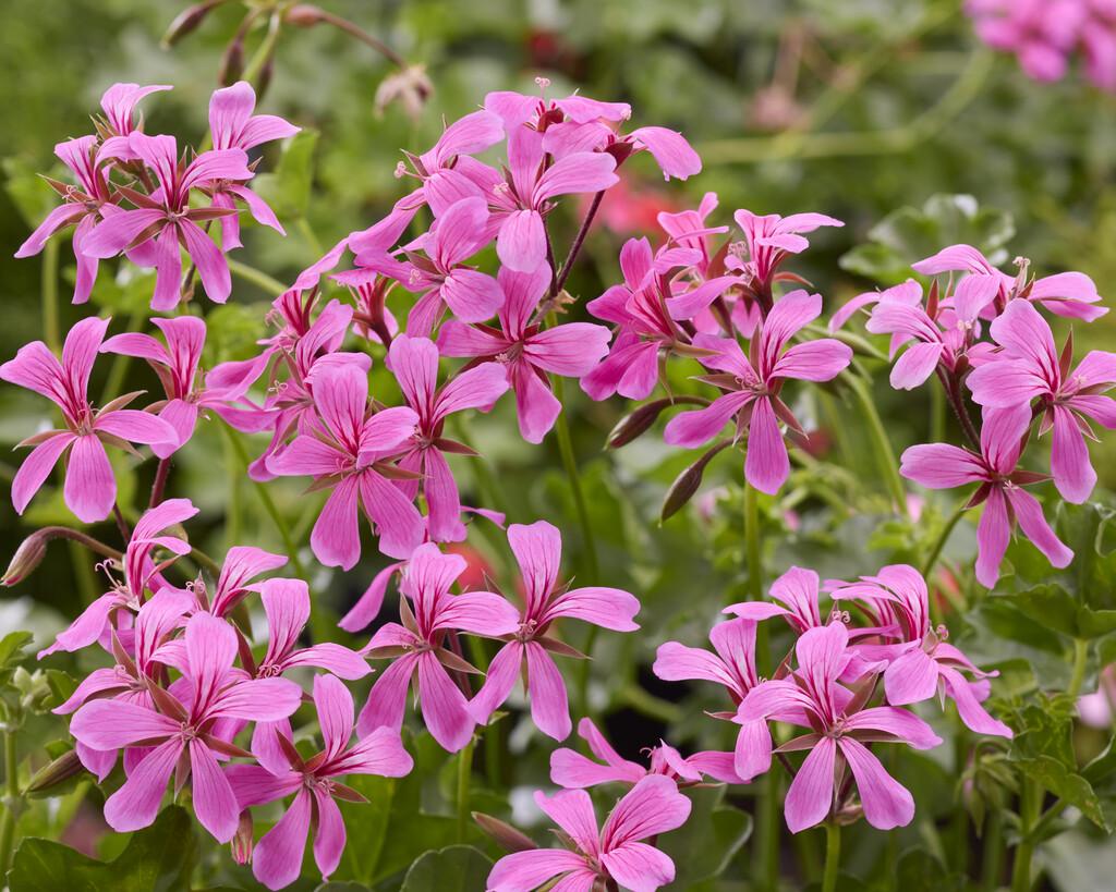 Geraniums - Edible Flowers in your Garden - Gardening Express Knowledge Hub