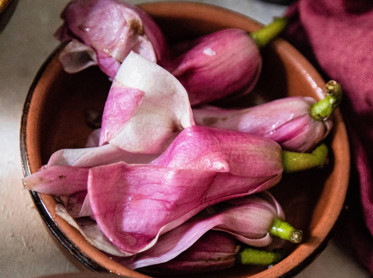 Magnolia Trees - Edible Plant in your Garden - Gardening Express ...