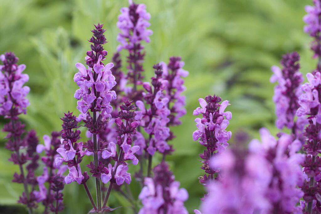 Care Guide: How to Plant and Grow Salvia - Gardening Express Knowledge Hub