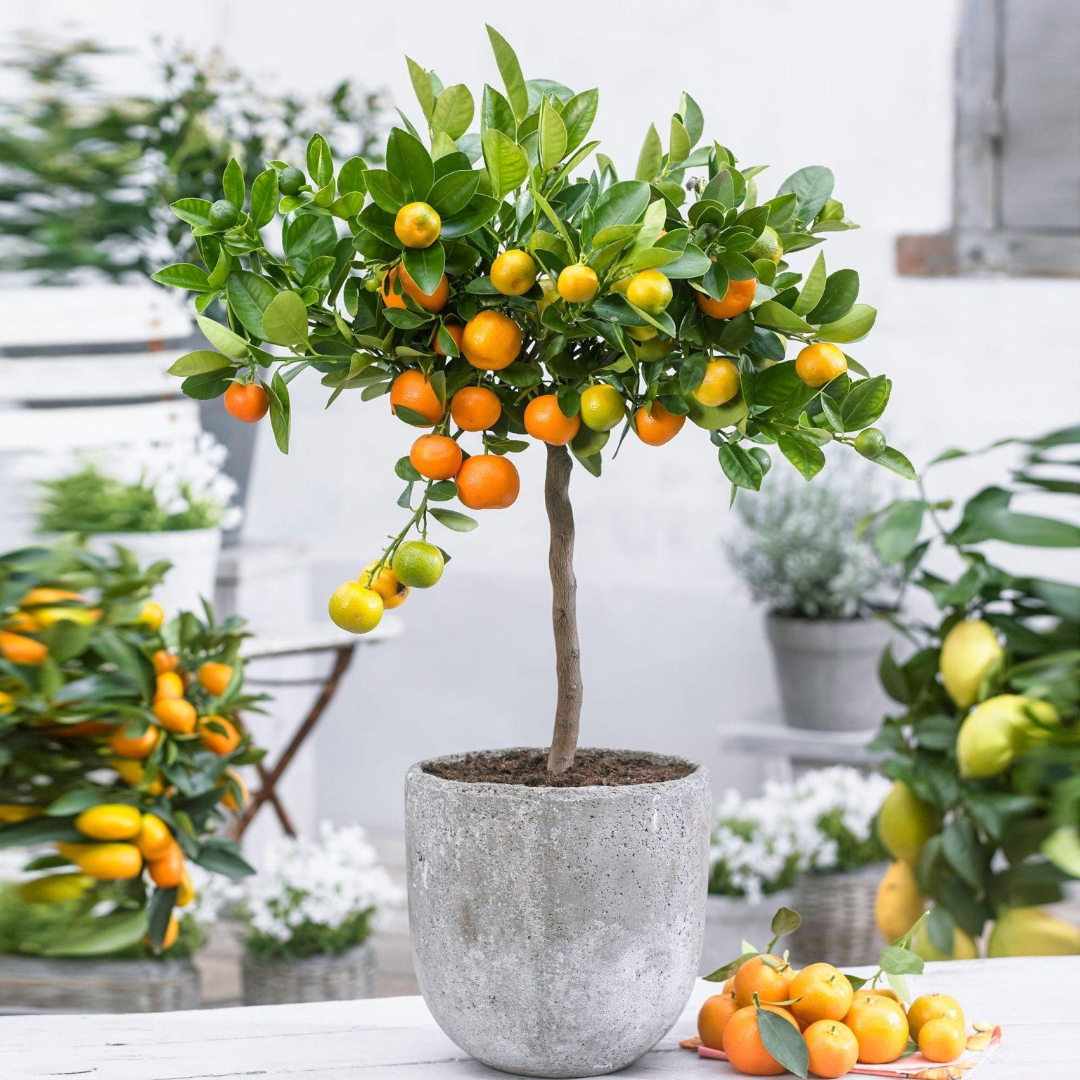 Growing and Caring for Citrus Trees - Gardening Express Knowledge Hub